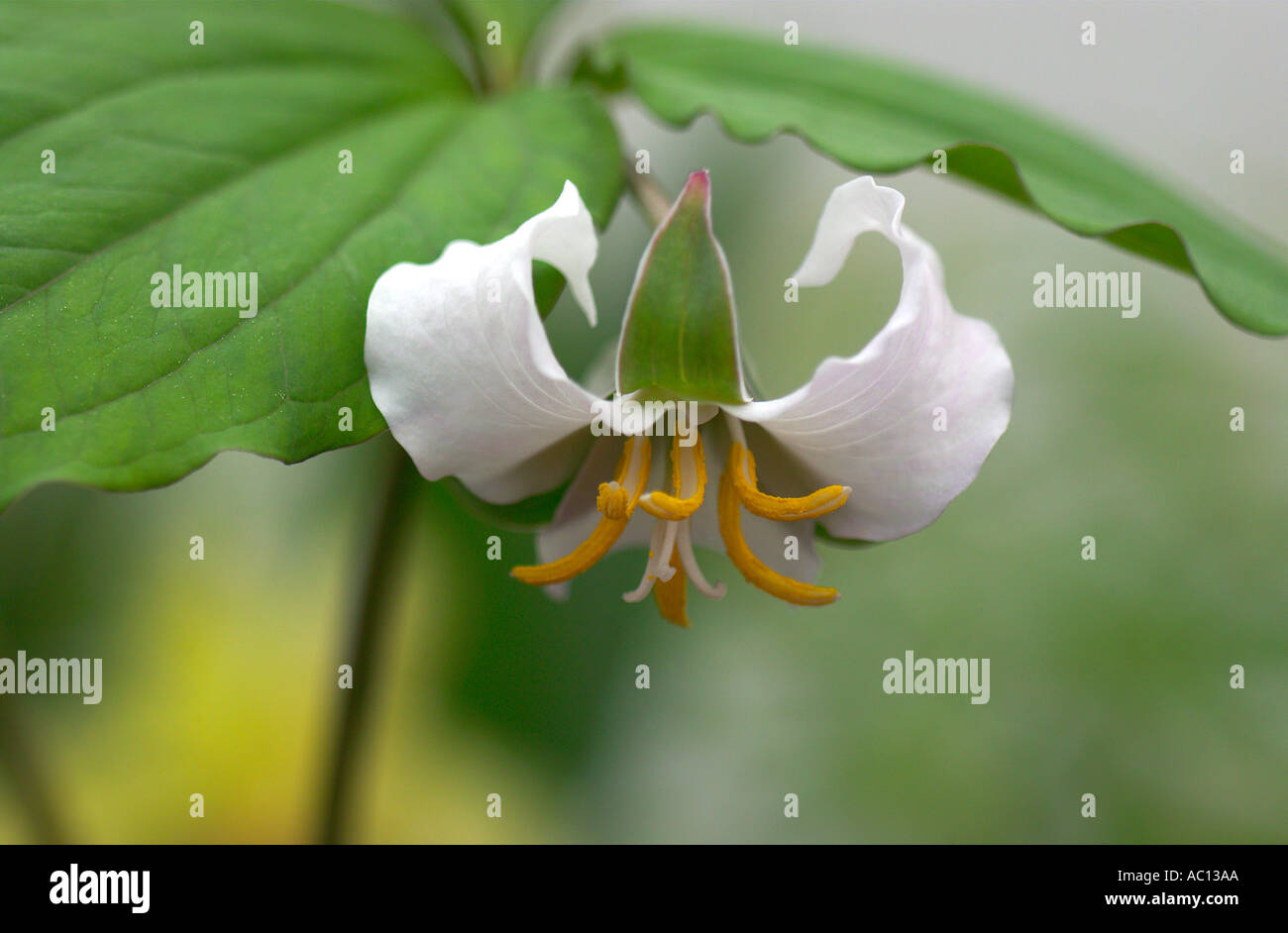 Trillium Calesbaei Trilliaceae Stock Photo - Alamy