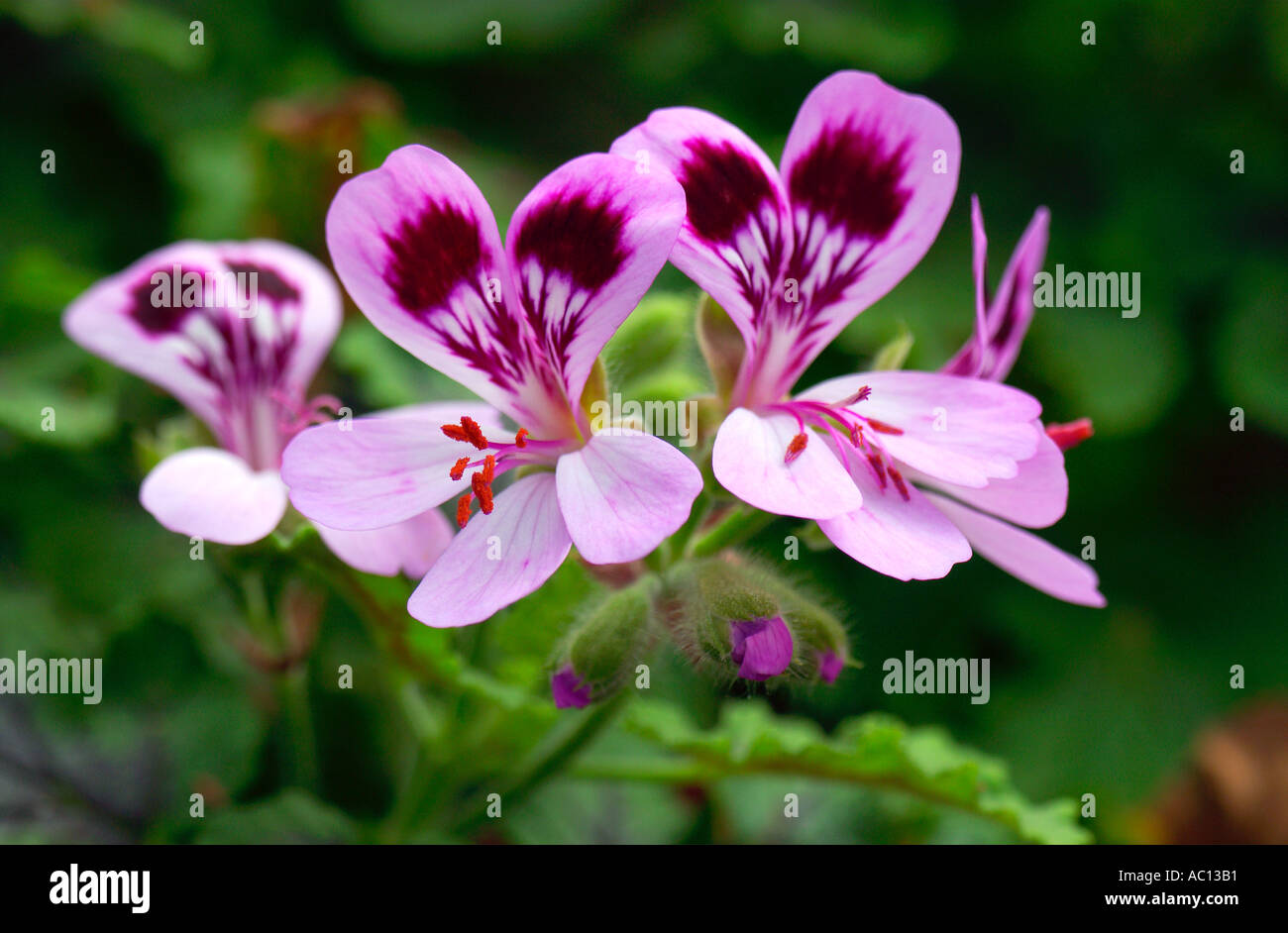 Pelargonium Quercifolium Geraniaceae Stock Photo - Alamy