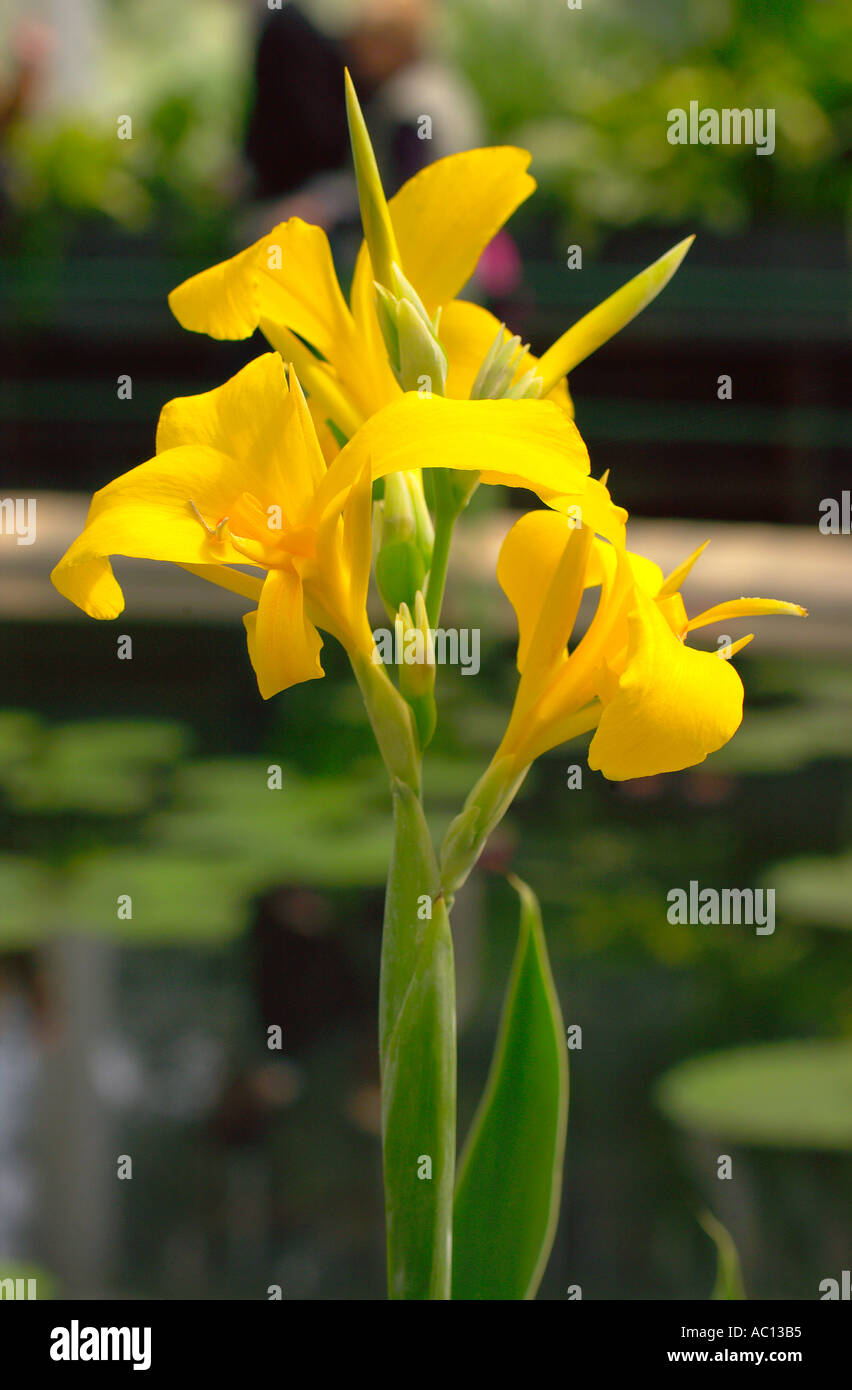 Cannaceae hi-res stock photography and images - Alamy