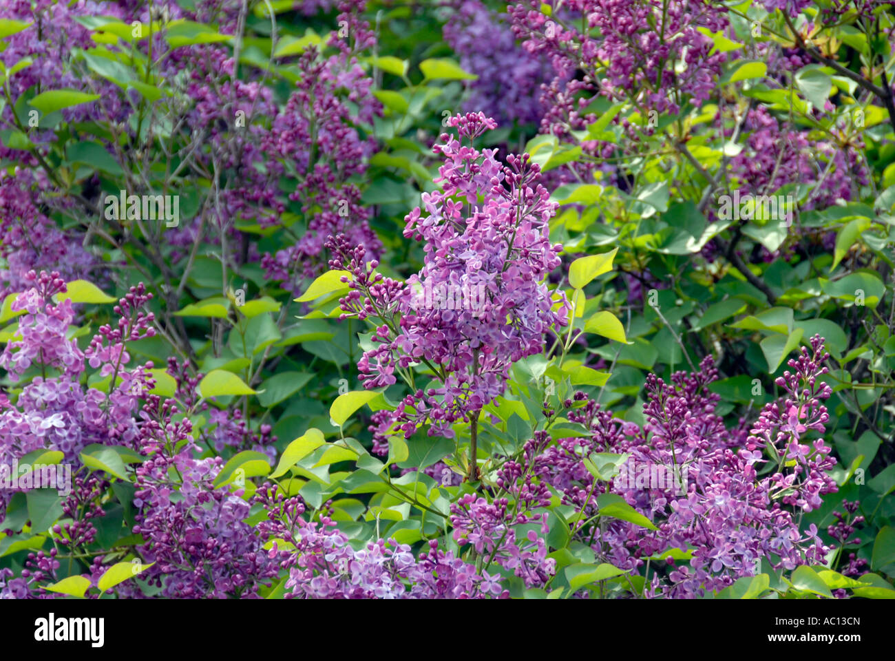 Purple Lilac bush Stock Photo - Alamy