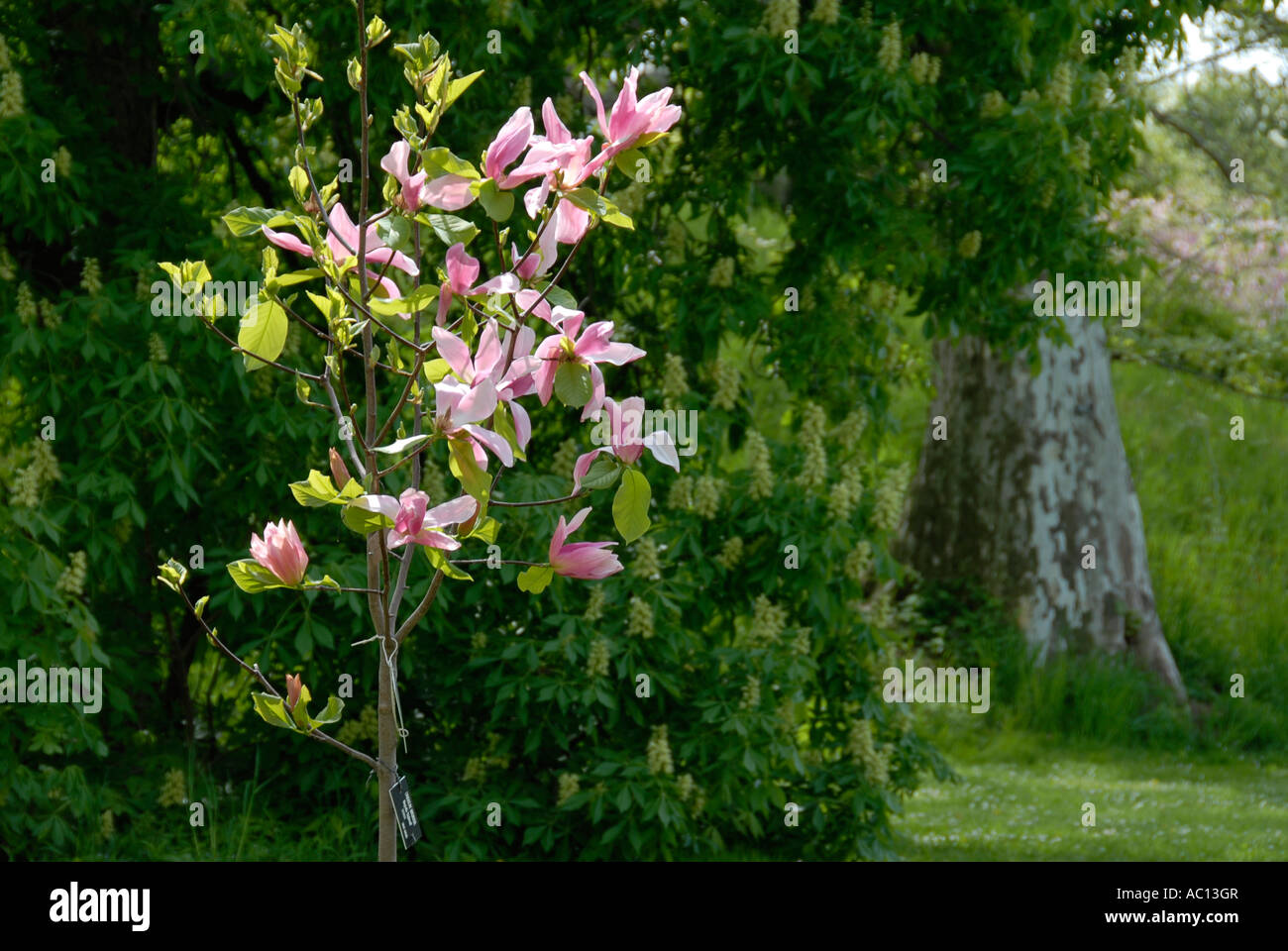 Pink magnolia tree Stock Photo - Alamy