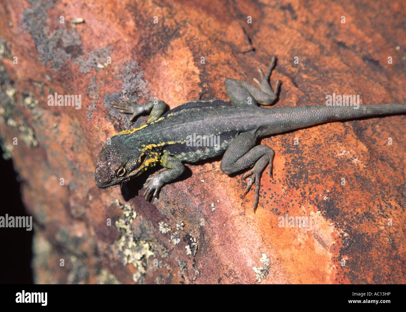 Living lizard hi-res stock photography and images - Alamy
