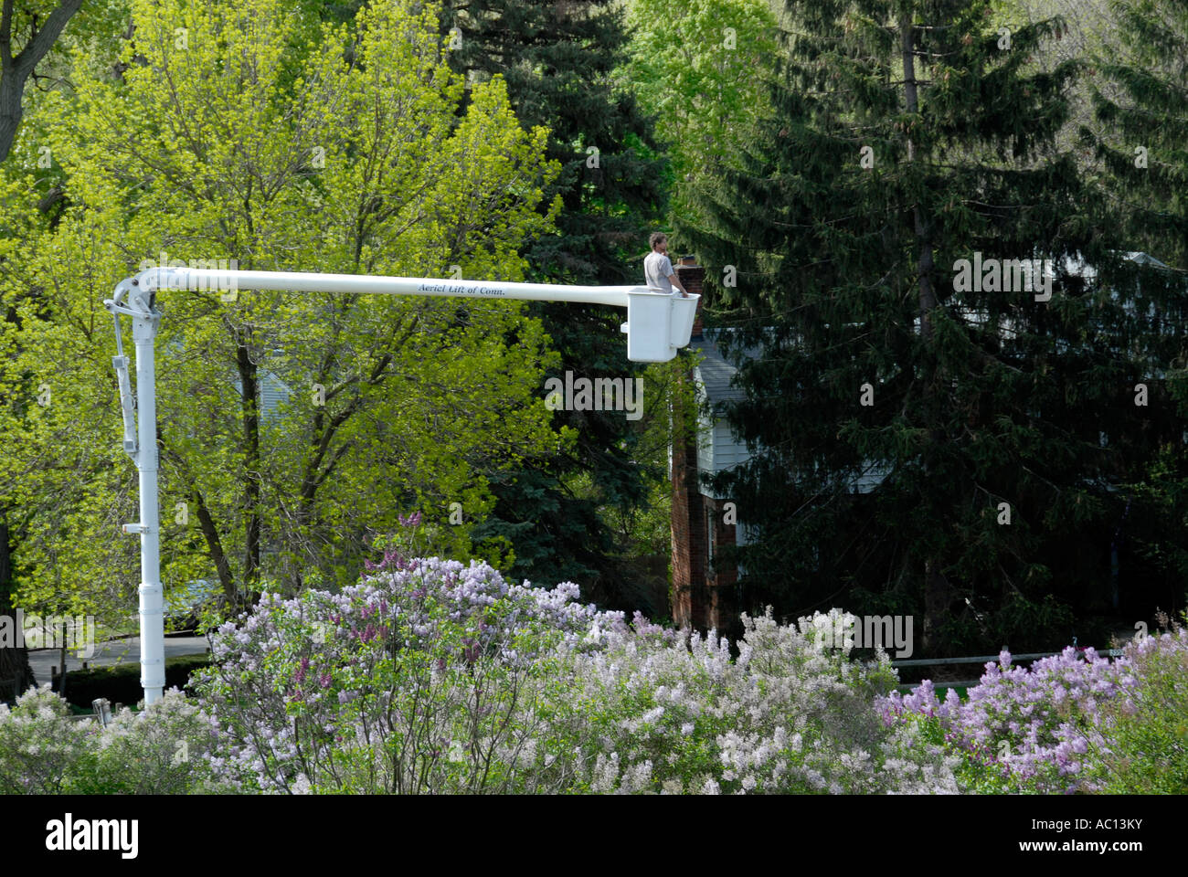 Tree surgeon at work Stock Photo - Alamy