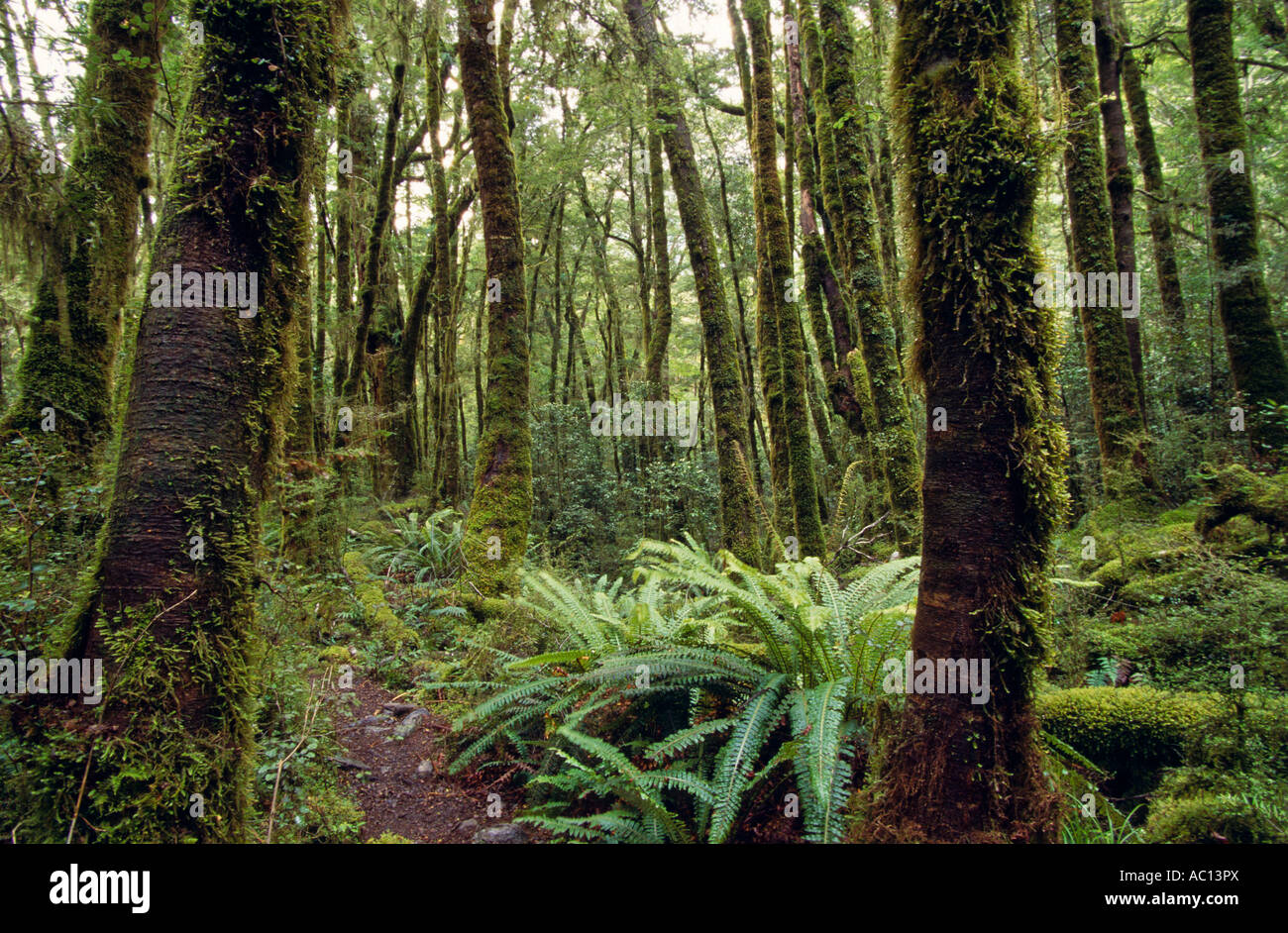 Milford Track, Fiordland National Park, South Island, New Zealand ...