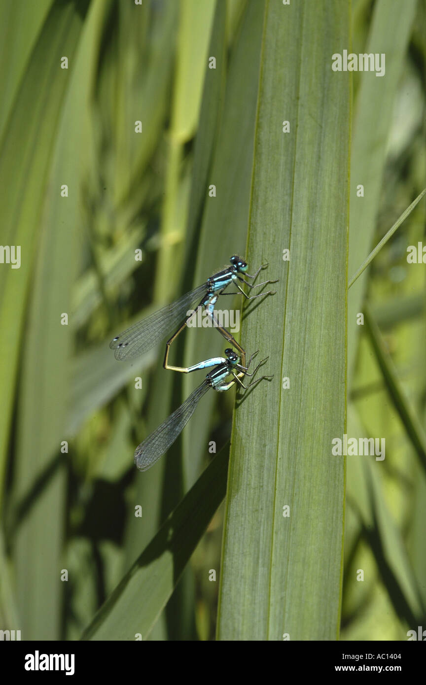 May flys hi-res stock photography and images - Alamy