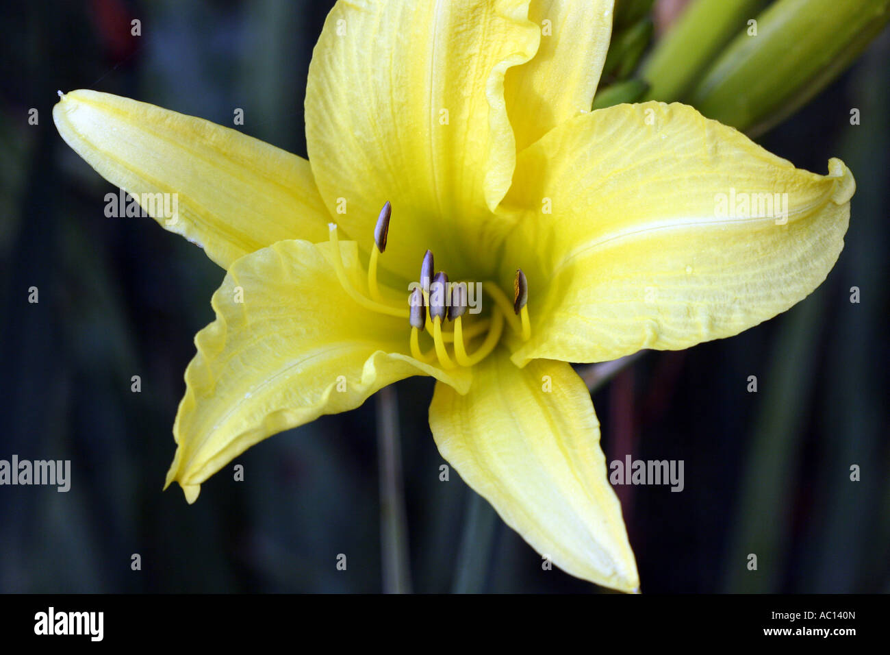A lemon day lily Stock Photo - Alamy