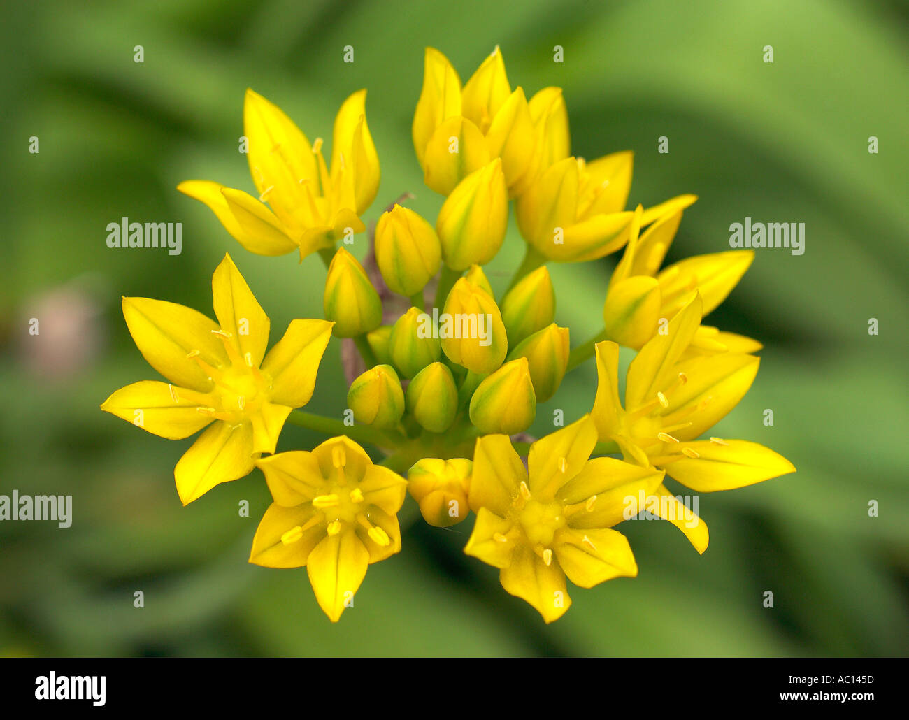 Moly allium hi-res stock photography and images - Alamy