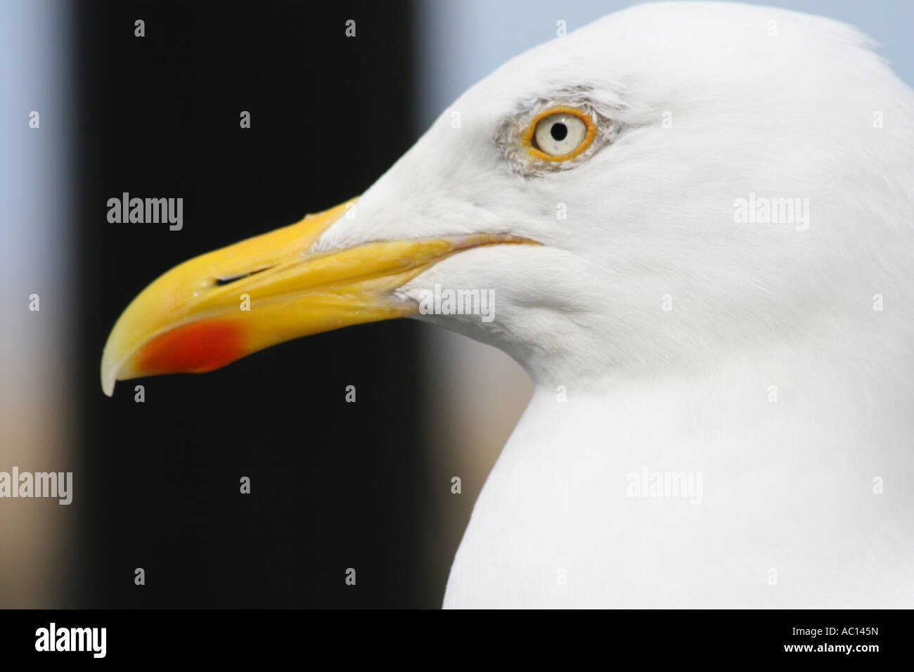Seagull Whitby North Yorkshire Stock Photo - Alamy