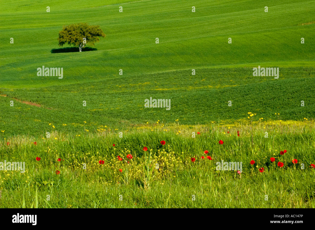 Tree and poppies Tuscany Italy Stock Photo - Alamy