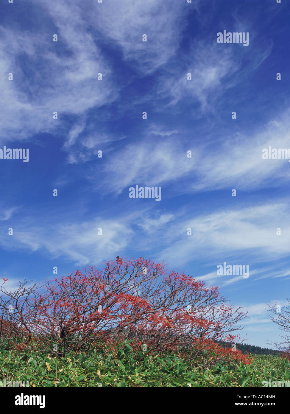 Rowan tree in Gunma Prefecture Japan Stock Photo - Alamy