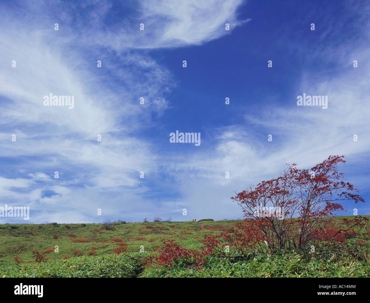 Rowan tree in Gunma Prefecture Japan Stock Photo - Alamy