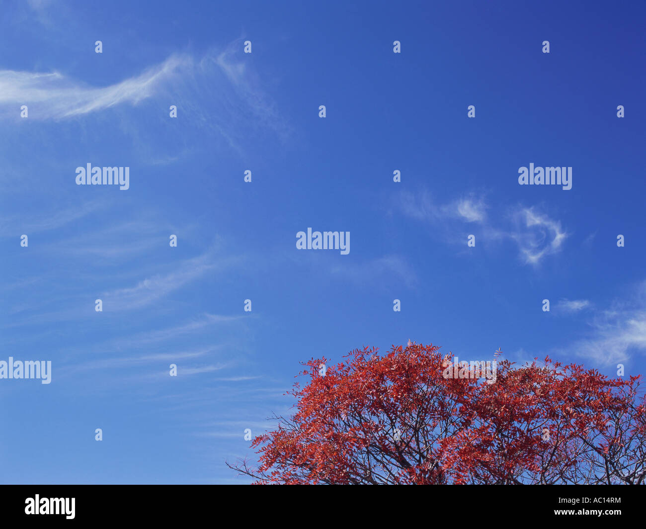 Rowan tree in Gunma Prefecture Japan Stock Photo - Alamy