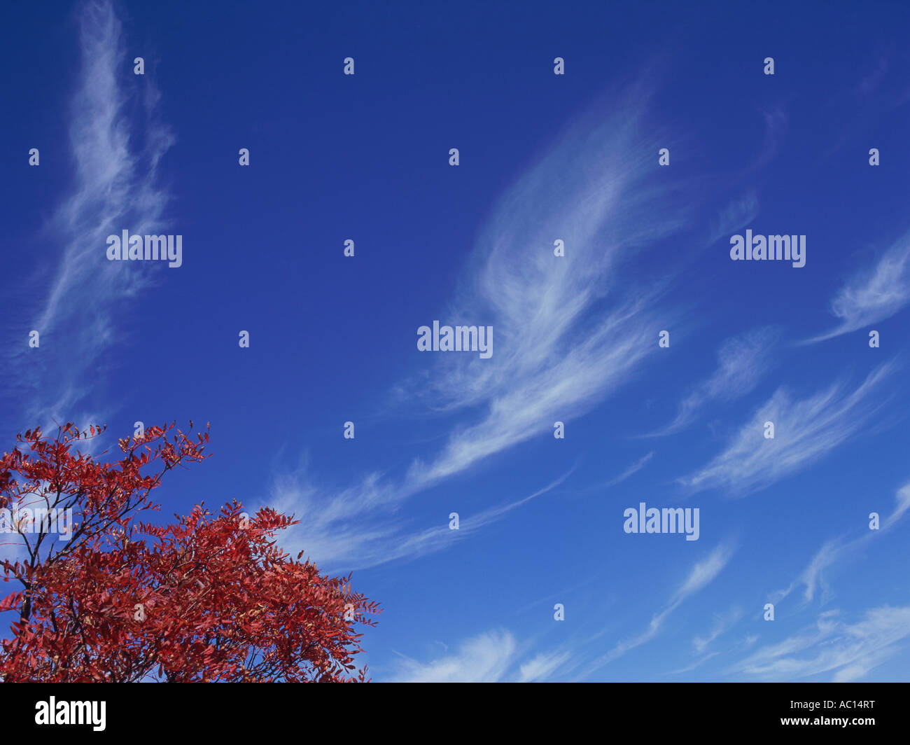 Japanese rowan tree hi-res stock photography and images - Alamy