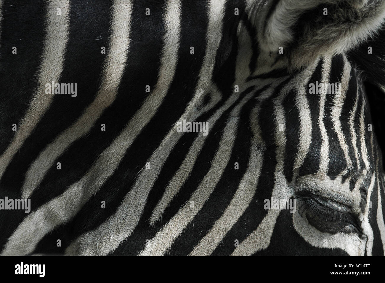 detail of a zebra's head Stock Photo - Alamy