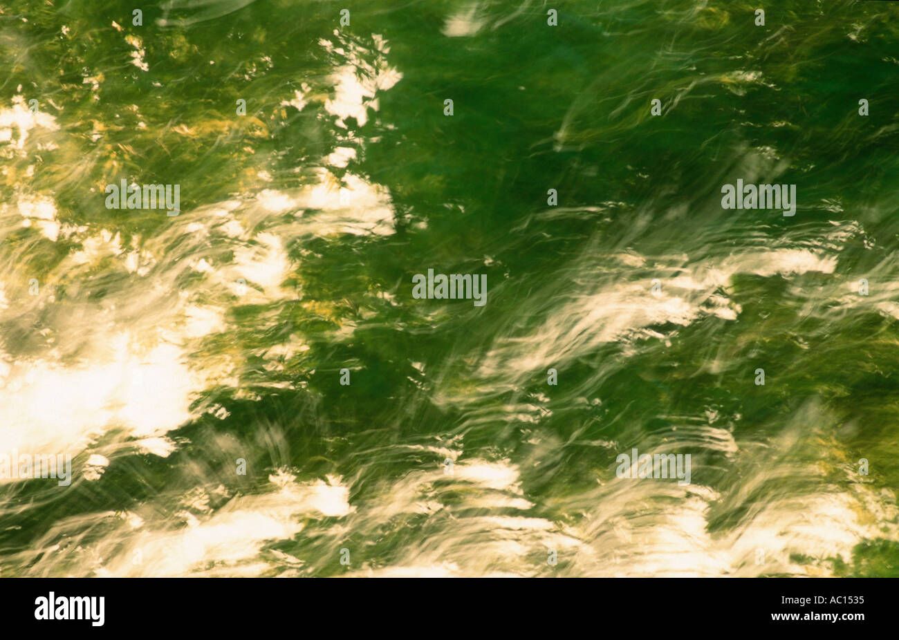 Beech foliage Fagus sylvaticus Stock Photo - Alamy