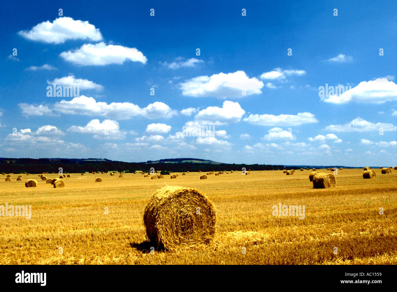 Cutting collecting gathering harvesting hi-res stock photography and ...