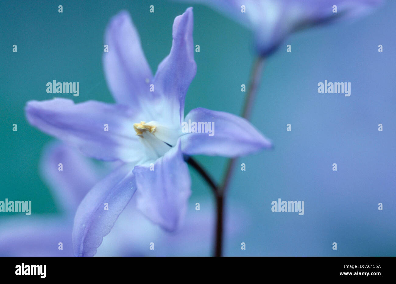 Spring Squill Scilla verna Stock Photo - Alamy