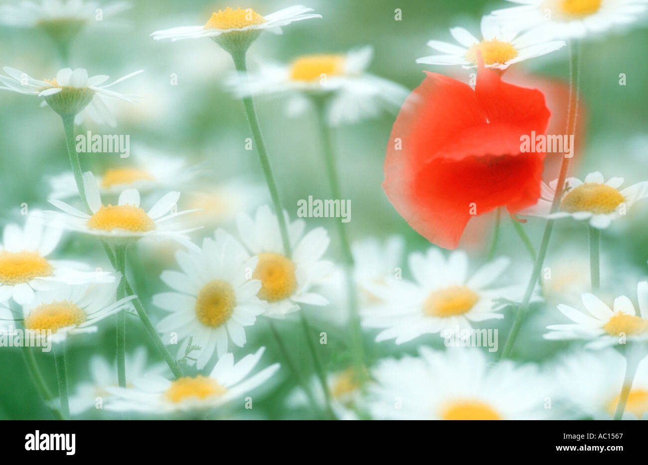 Common Poppy and Ox eye Daisies Stock Photo - Alamy