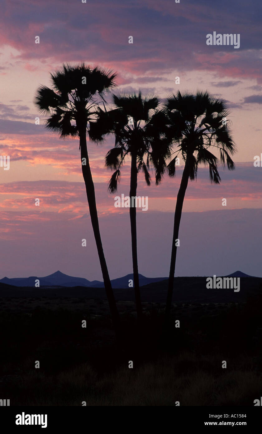 Palme in silhouette hi-res stock photography and images - Alamy