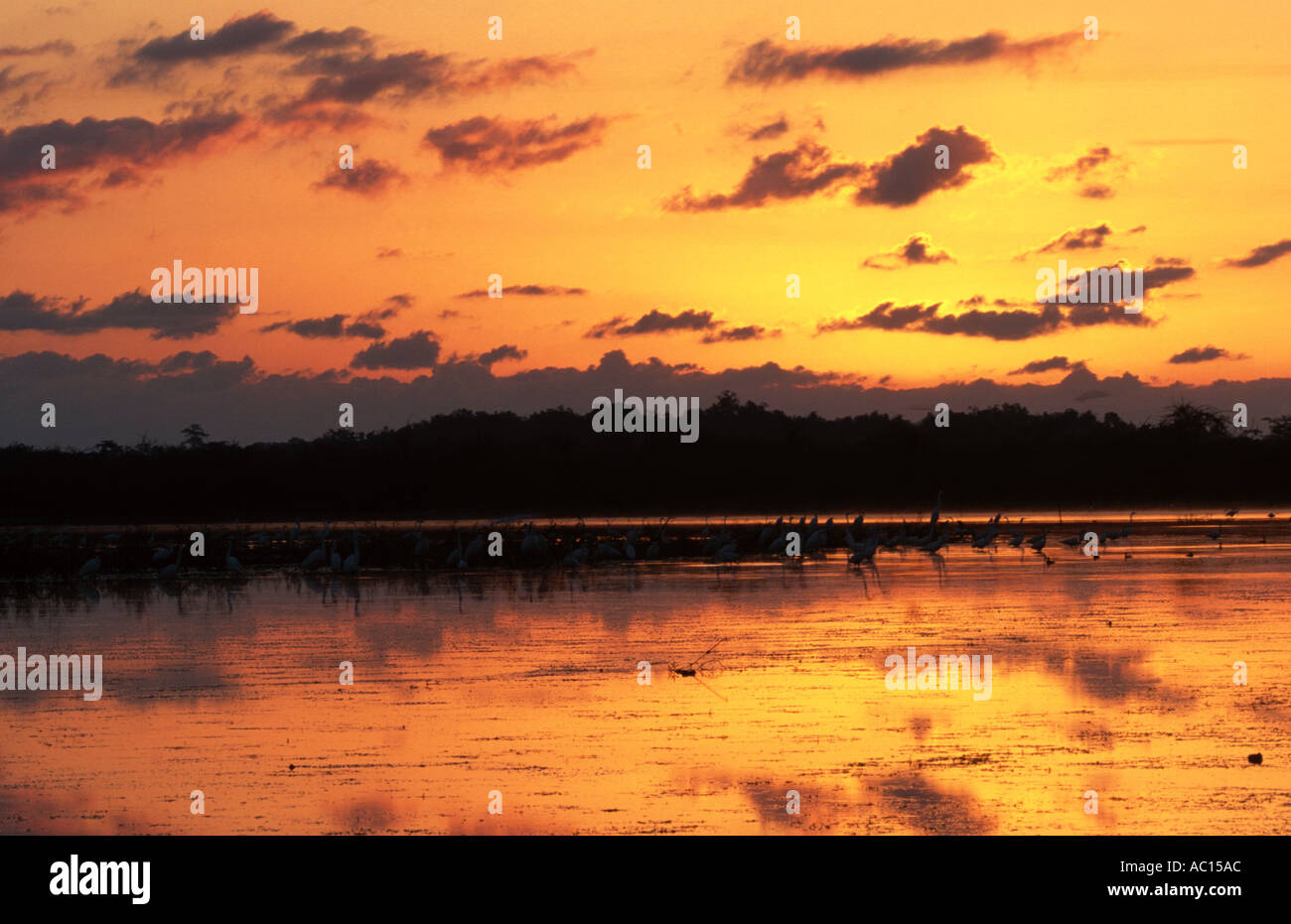 Dusk at the Crooked Tree Lagoon Belize Stock Photo - Alamy