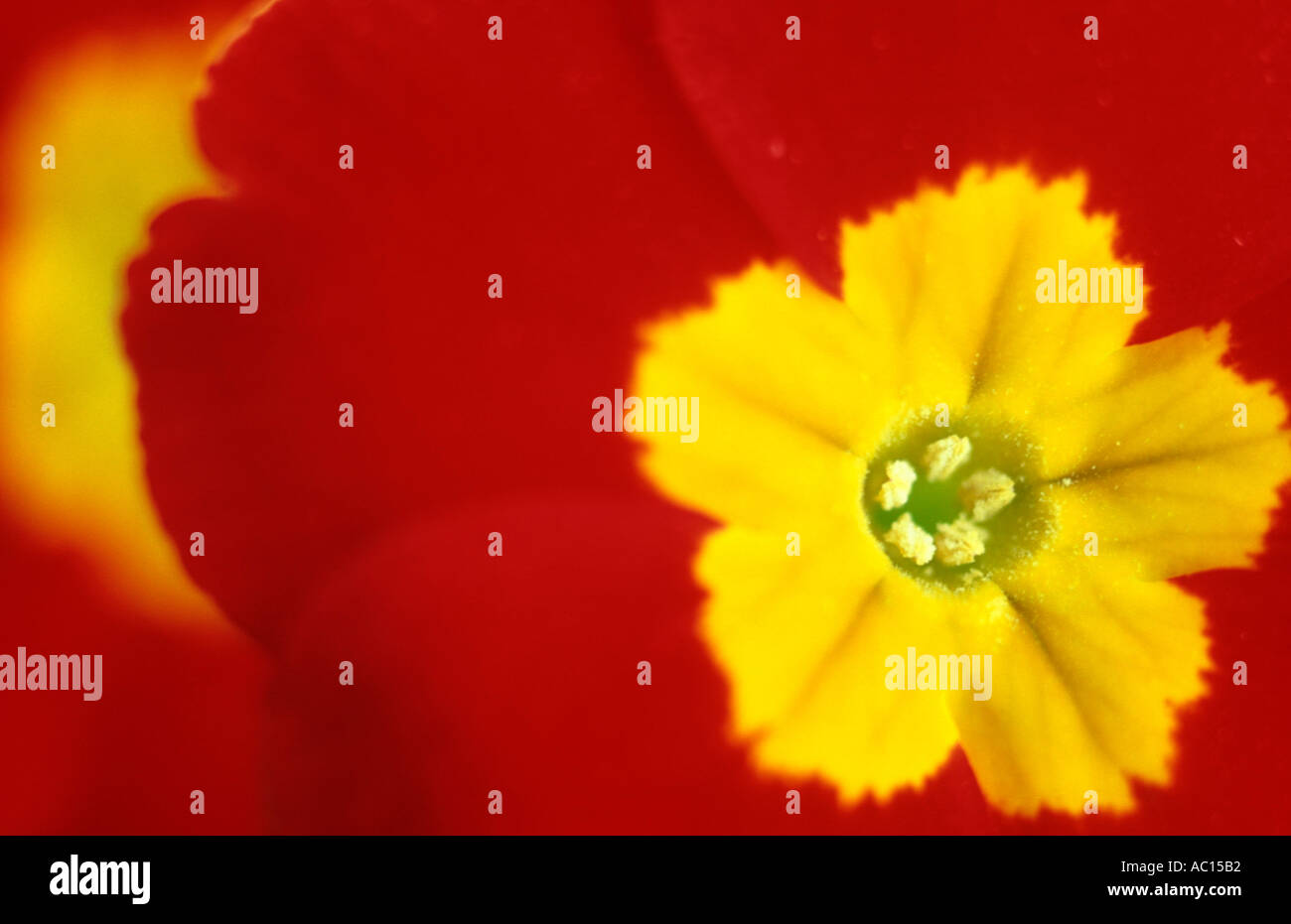 Primrose flower detail Stock Photo - Alamy