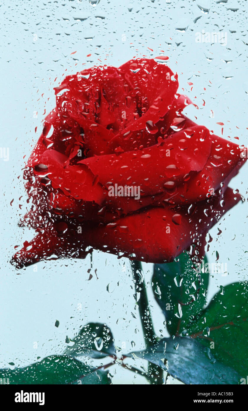 Rose behind window Stock Photo - Alamy