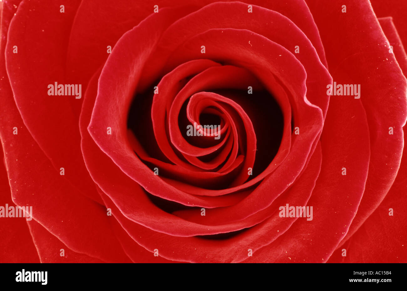 Floower hi-res stock photography and images - Alamy