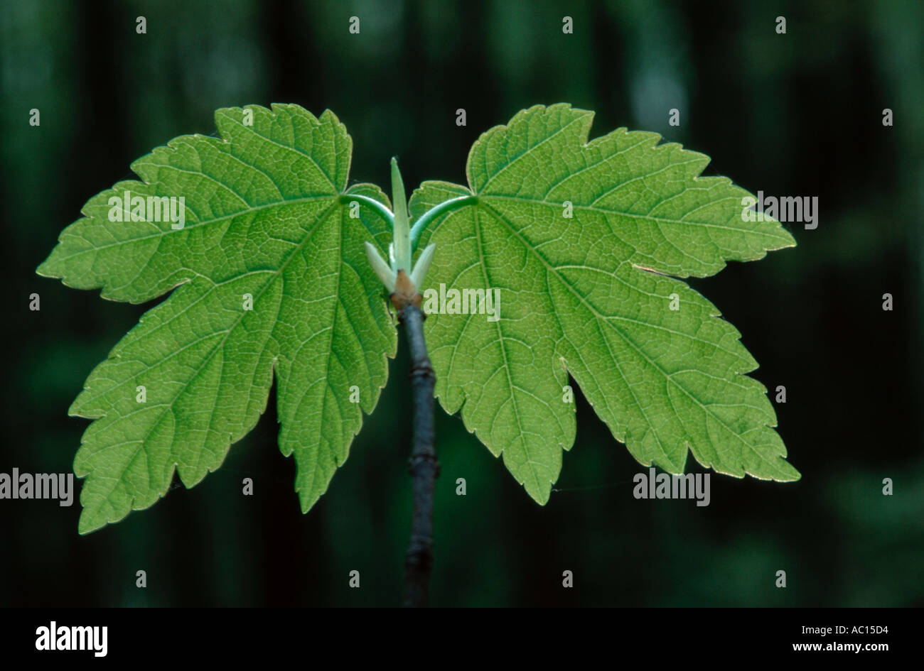 Sycamore seedling hi-res stock photography and images - Alamy