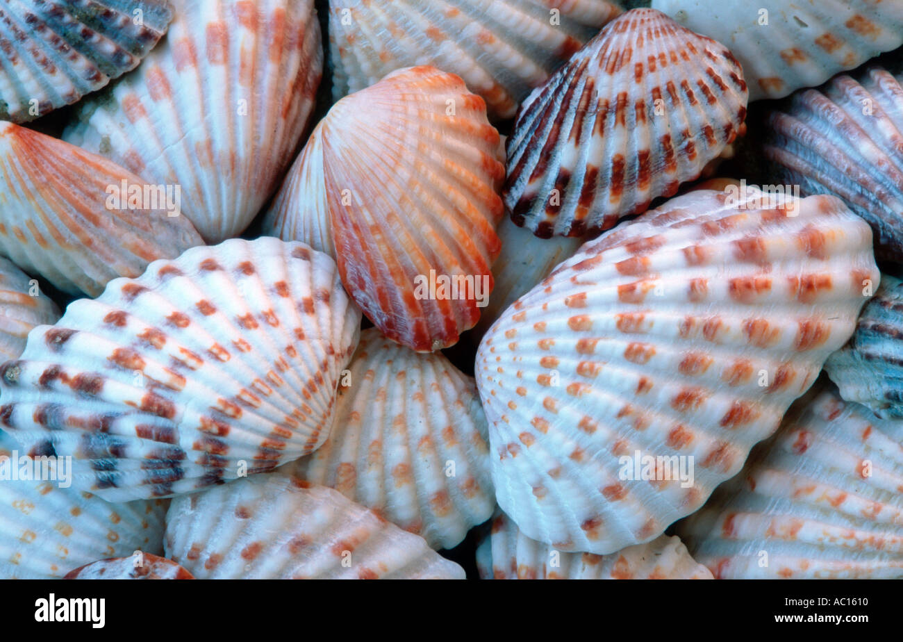 Brad ripped Cardita Clam shells Sanibel Island Florida USA Carditamera ...