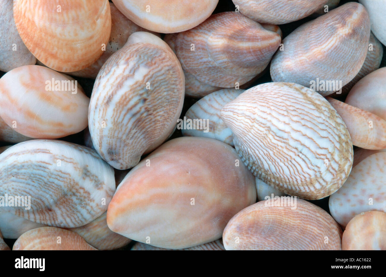 Atlantic Slipper Shells Sanibel Island Florida USA Crepidula formicata ...