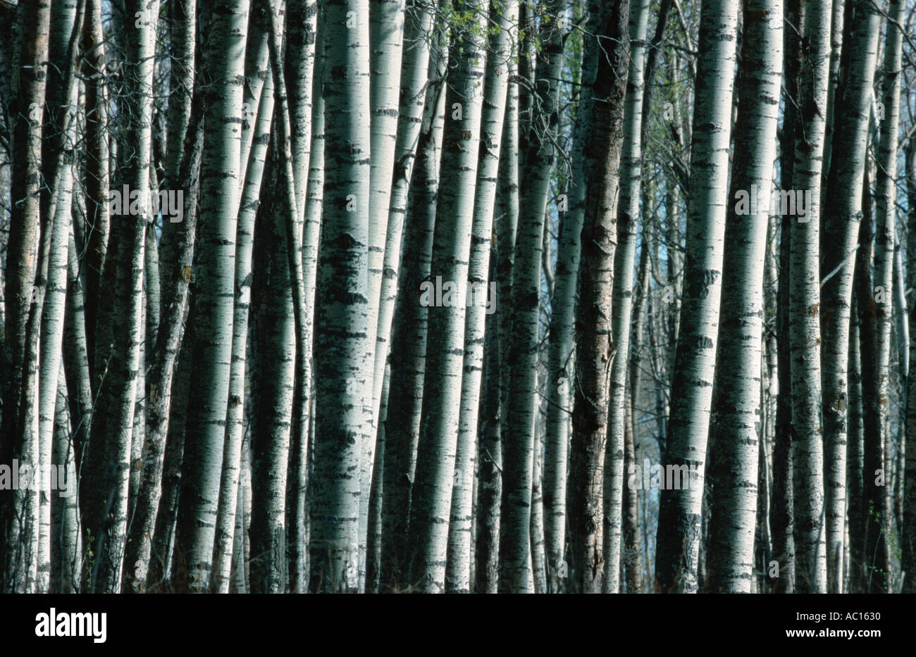 Aspen trunks Elk Island national park Alberta Canada Populus spec Stock ...