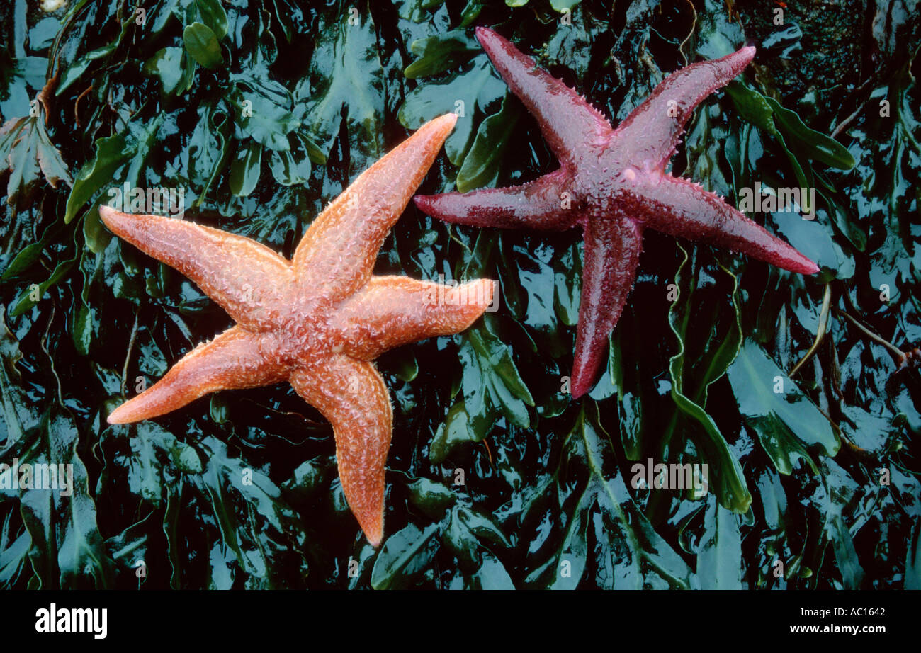 Common Starfish Wadden Sea Germany Asterias rubens Stock Photo - Alamy