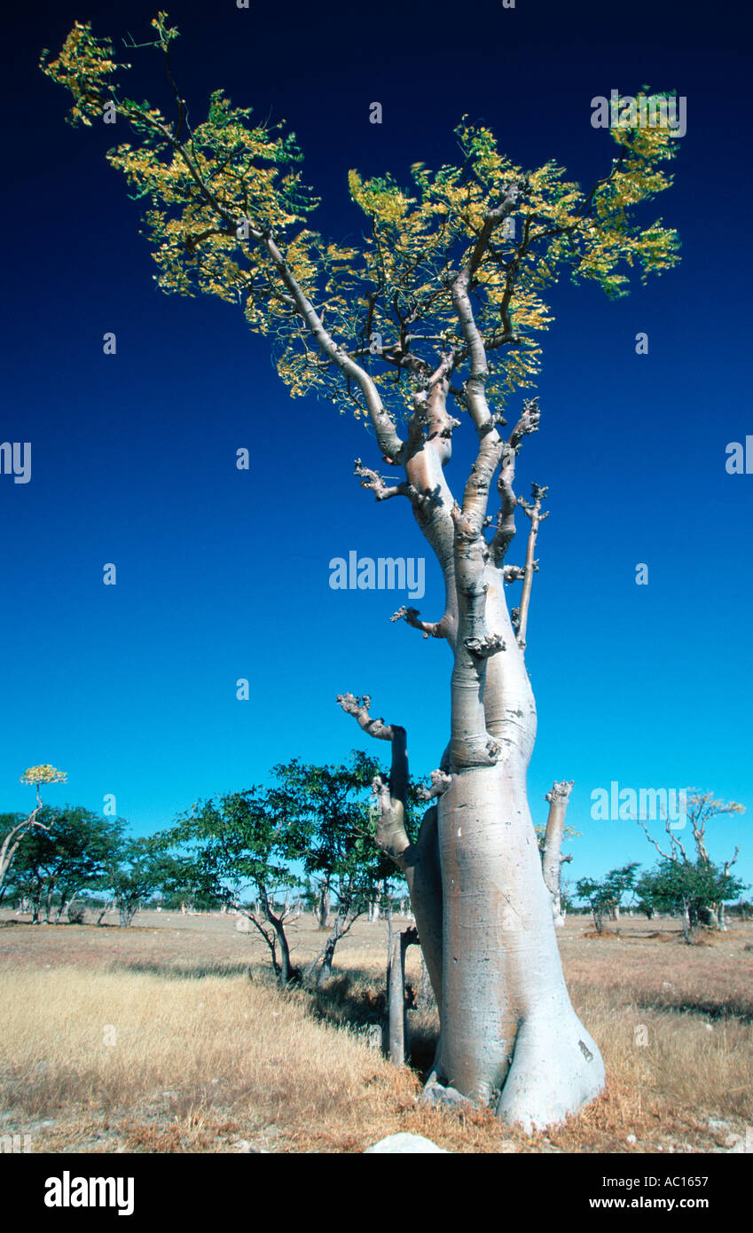 African Moringo Etosha Namibia Moringa ovalifolia Stock Photo - Alamy