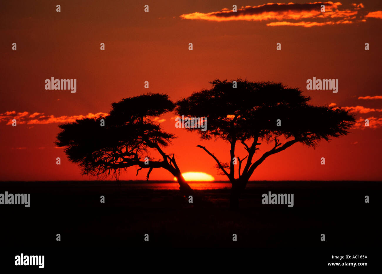 Sunrise behind acacia tree in the Etosha national park Namibia Stock ...
