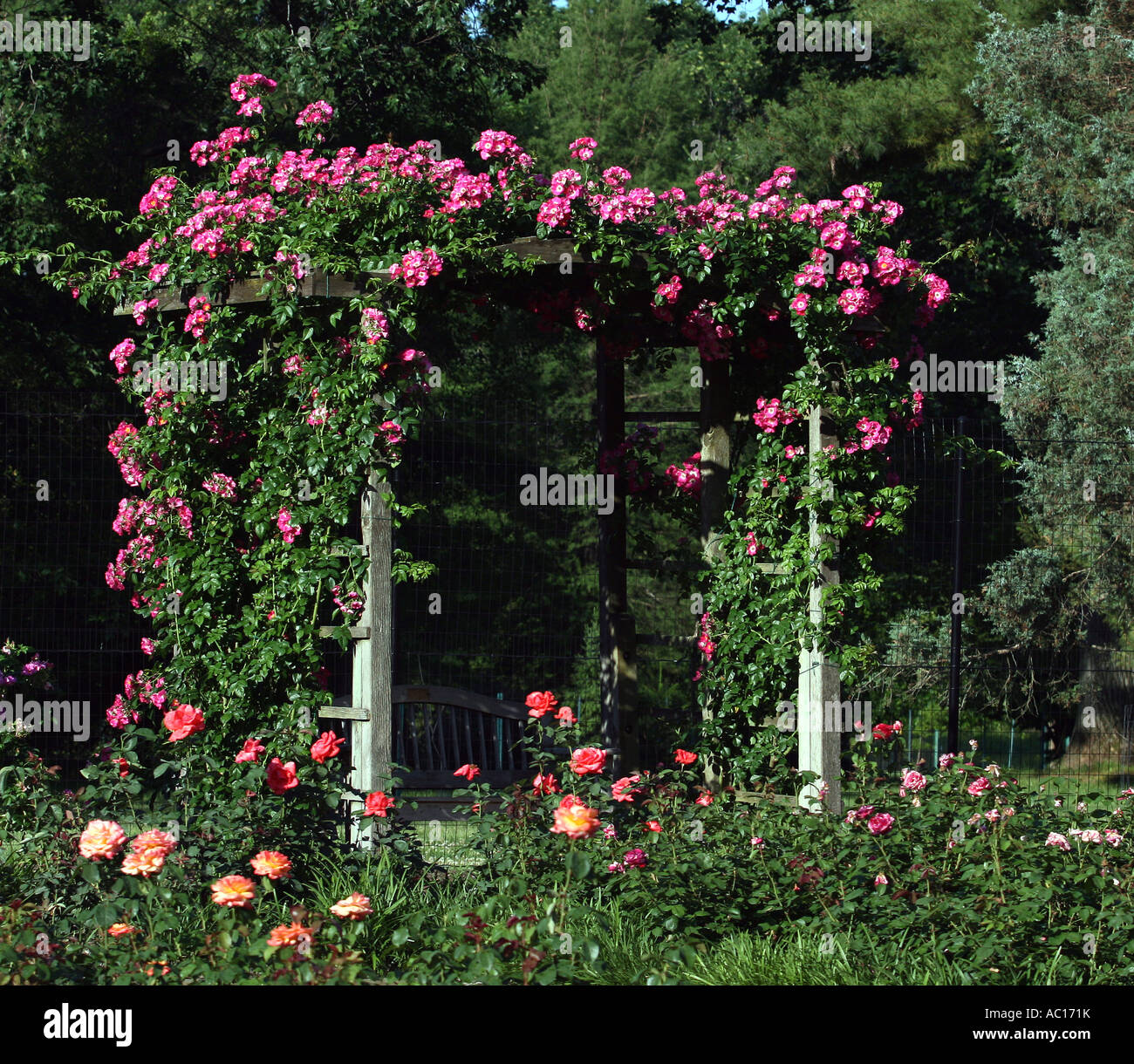 A rose garden arbor covered with climbing pink roses Stock Photo - Alamy
