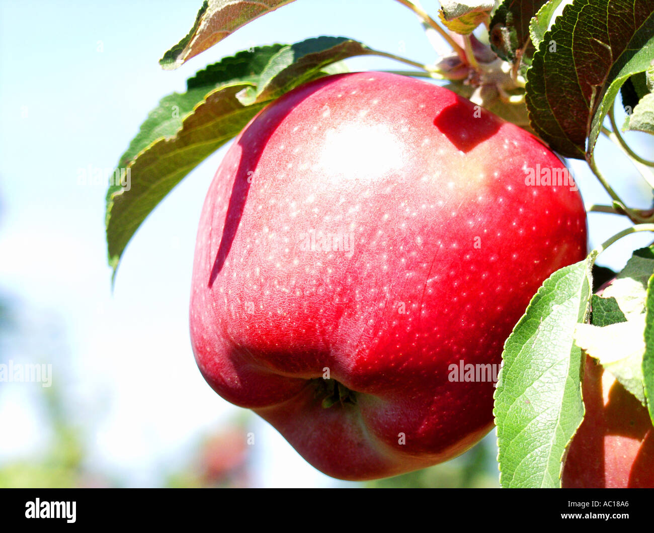 Apple red chief Stock Photo - Alamy