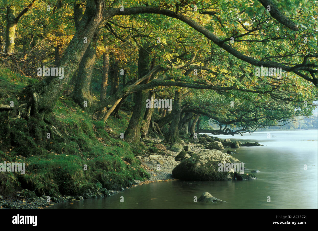 tree branches over hanging lake Stock Photo - Alamy