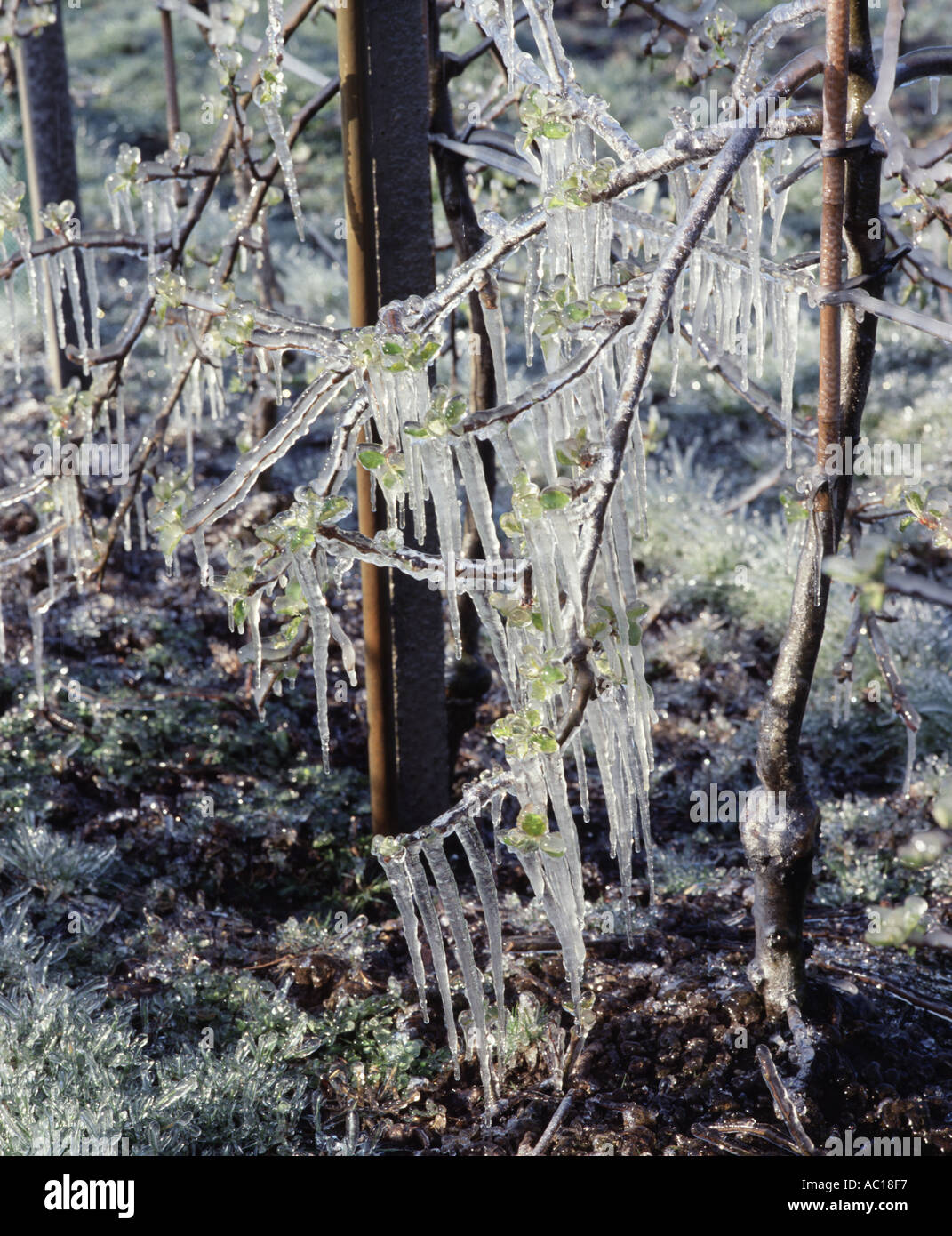 Ice on apple trees Stock Photo - Alamy