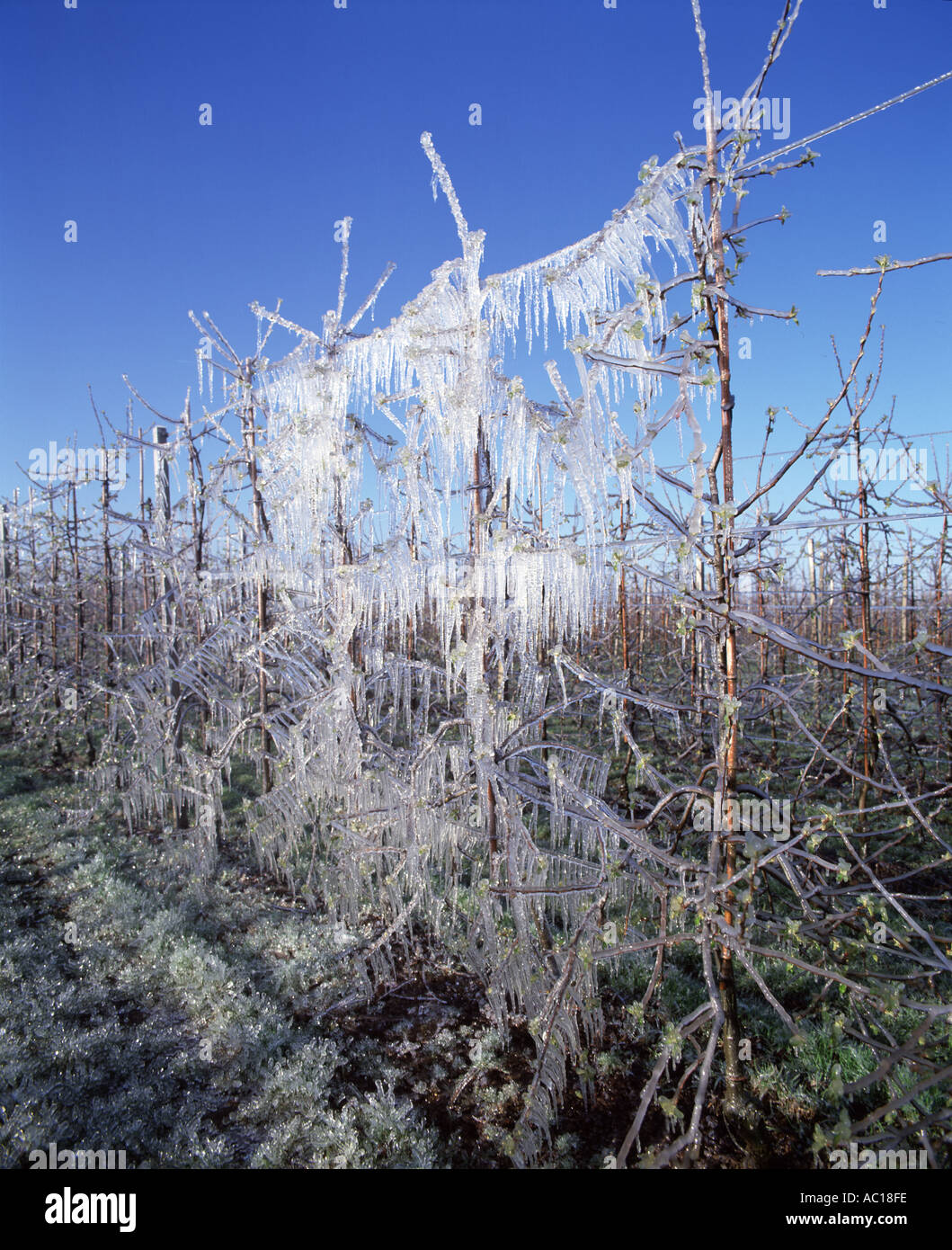 Apple bas hi-res stock photography and images - Alamy