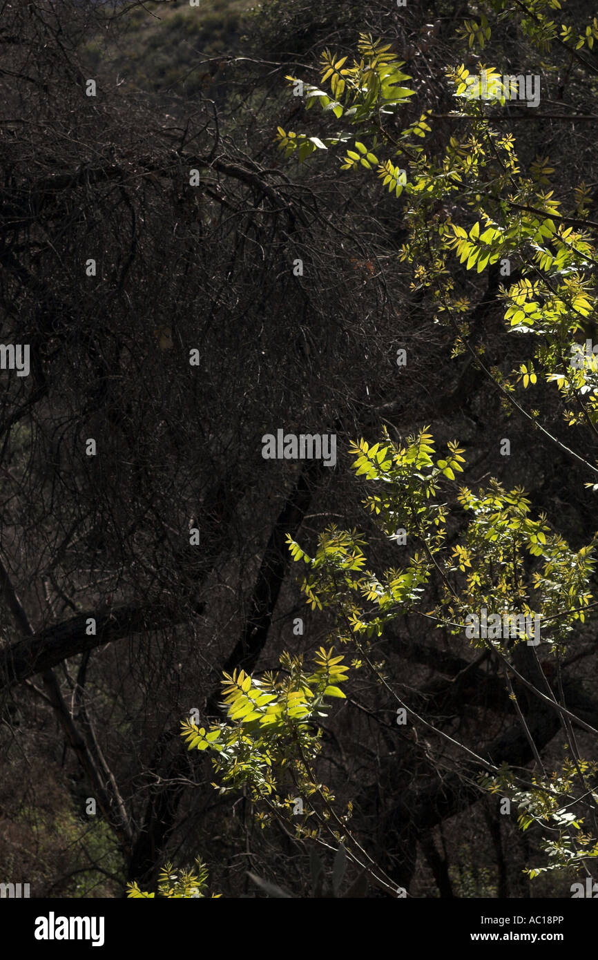 Rebirth of the forest after wildfire Stock Photo - Alamy