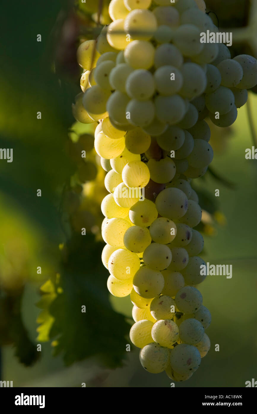White grapes on the vine, Italy Stock Photo - Alamy