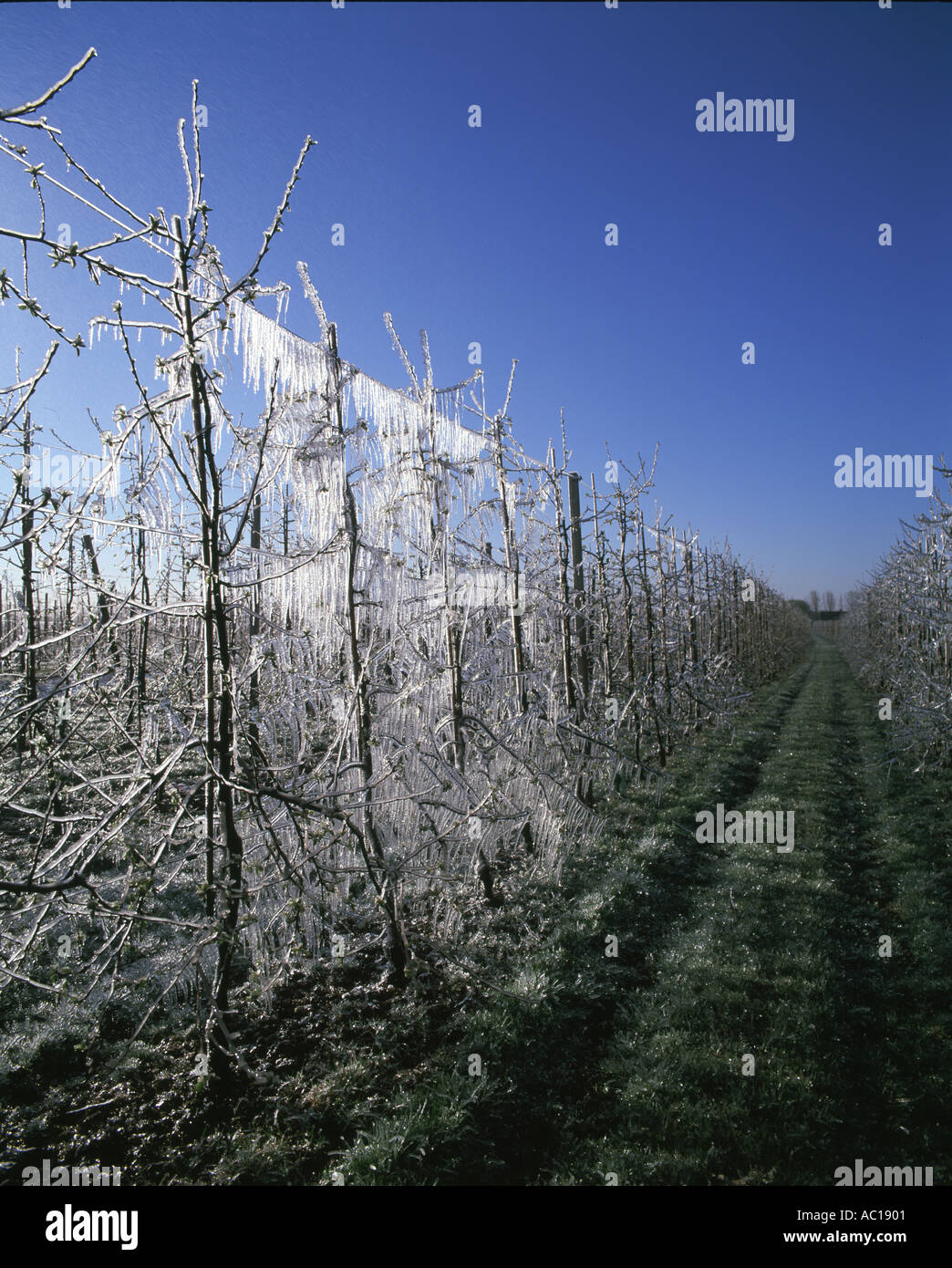 Frost on fruit trees hi-res stock photography and images - Alamy