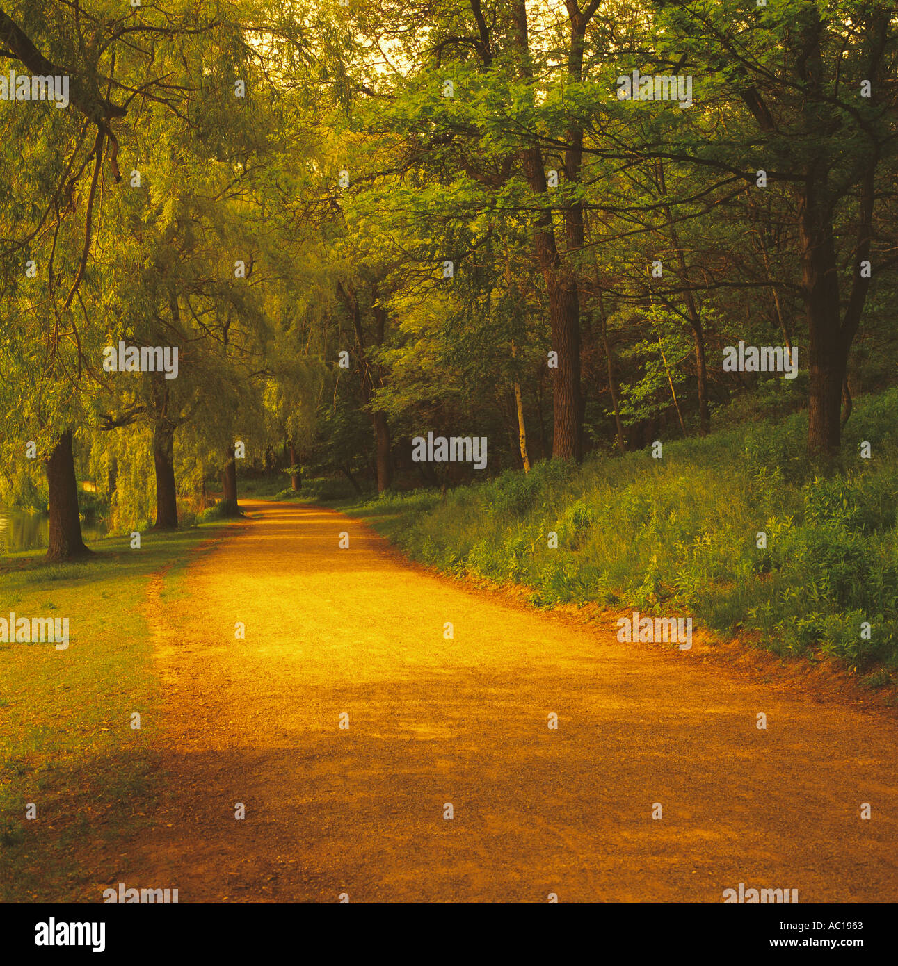 Wide Path Through the Woods Stock Photo - Alamy