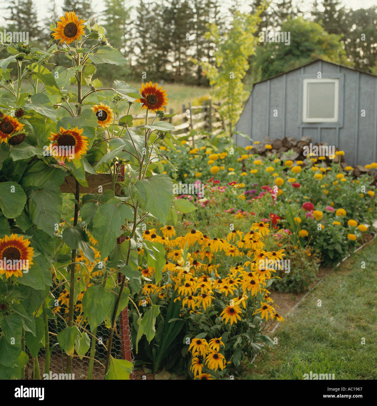 Cutting garden hi-res stock photography and images - Alamy