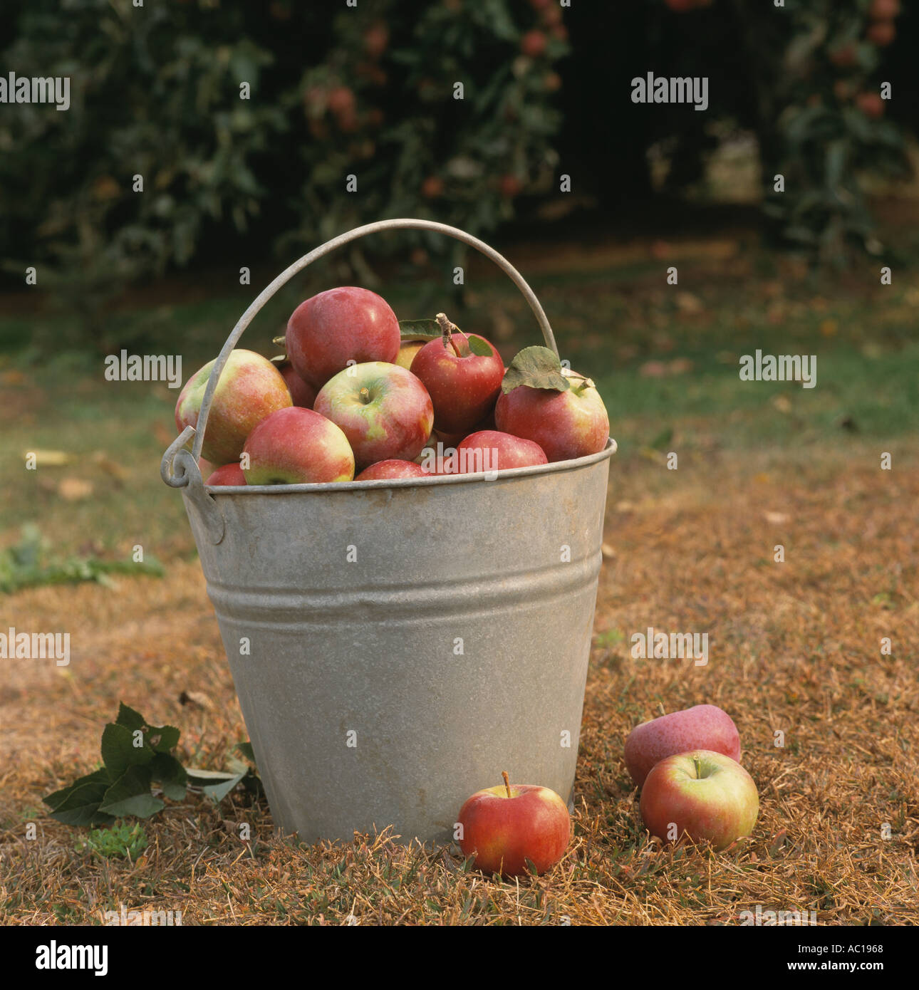 Bucket of apples hi-res stock photography and images - Alamy