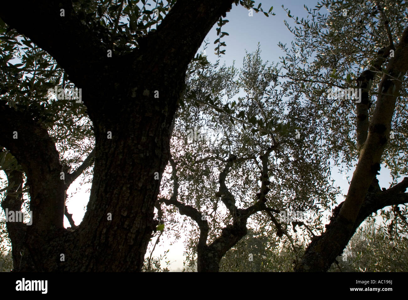 Olive trees early morning, Italy Stock Photo - Alamy