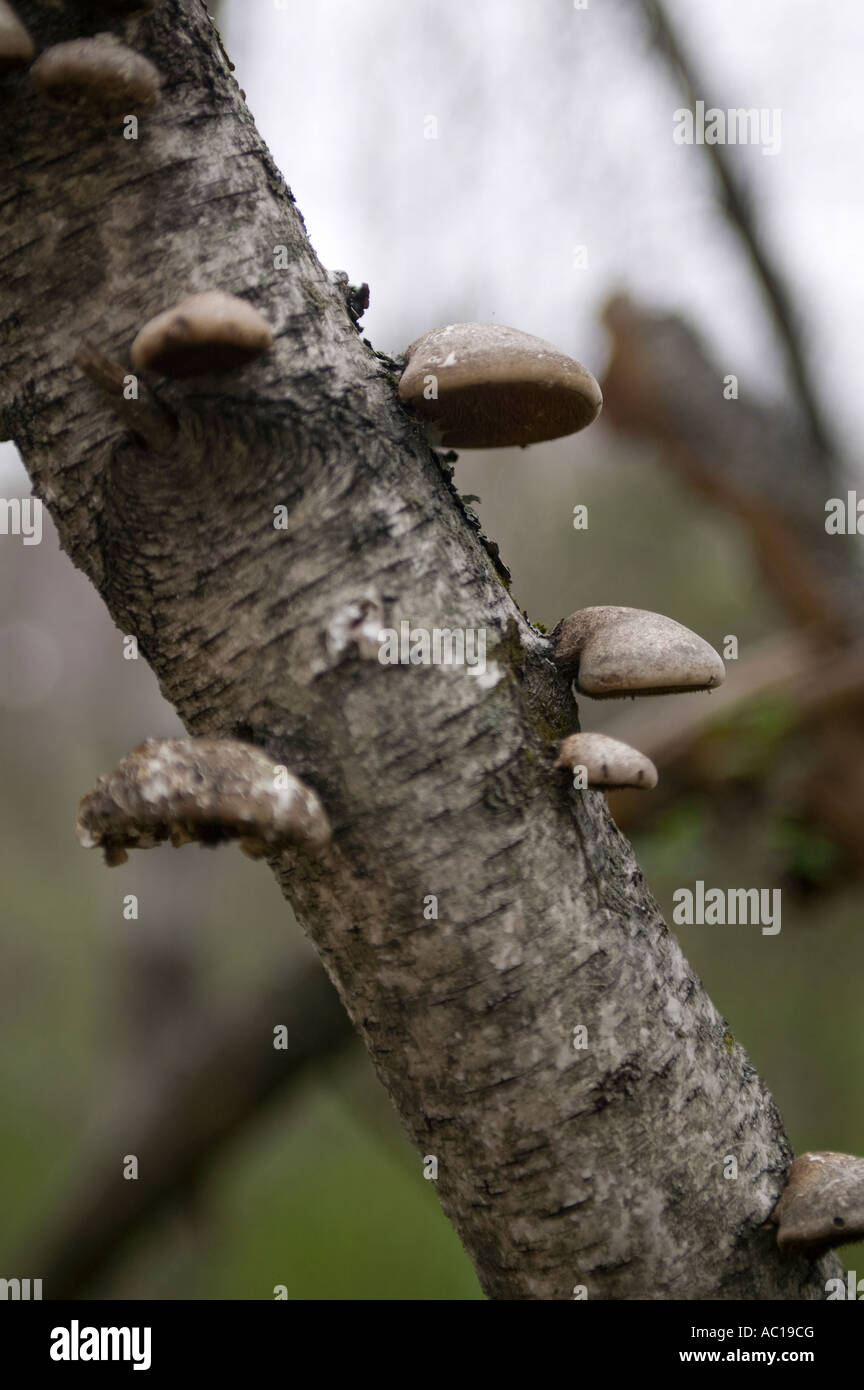 Mushroom tree trunk hi-res stock photography and images - Alamy