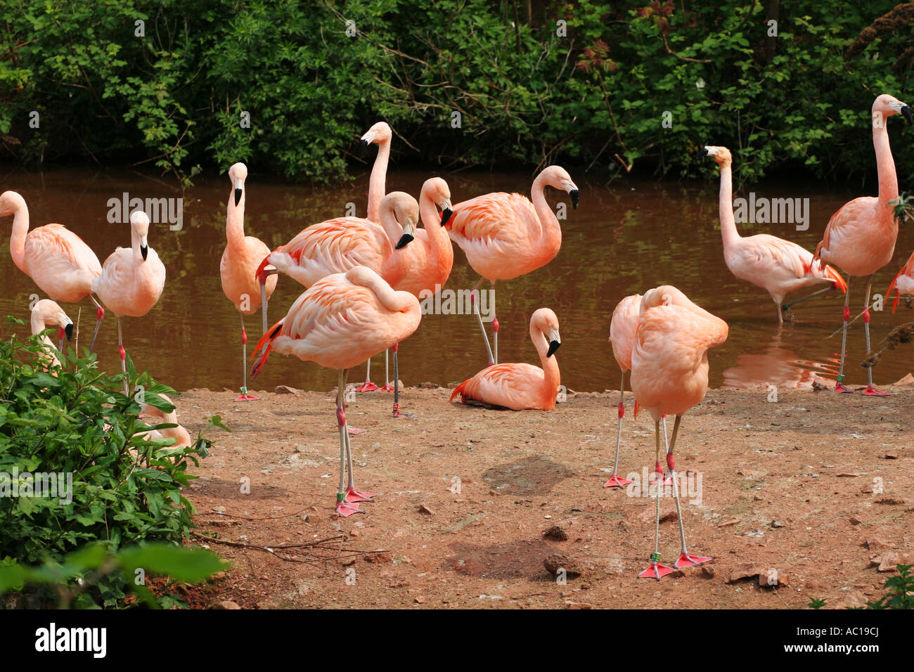Colourful waterbirds the famous Pink Flamingos preening themselves next ...