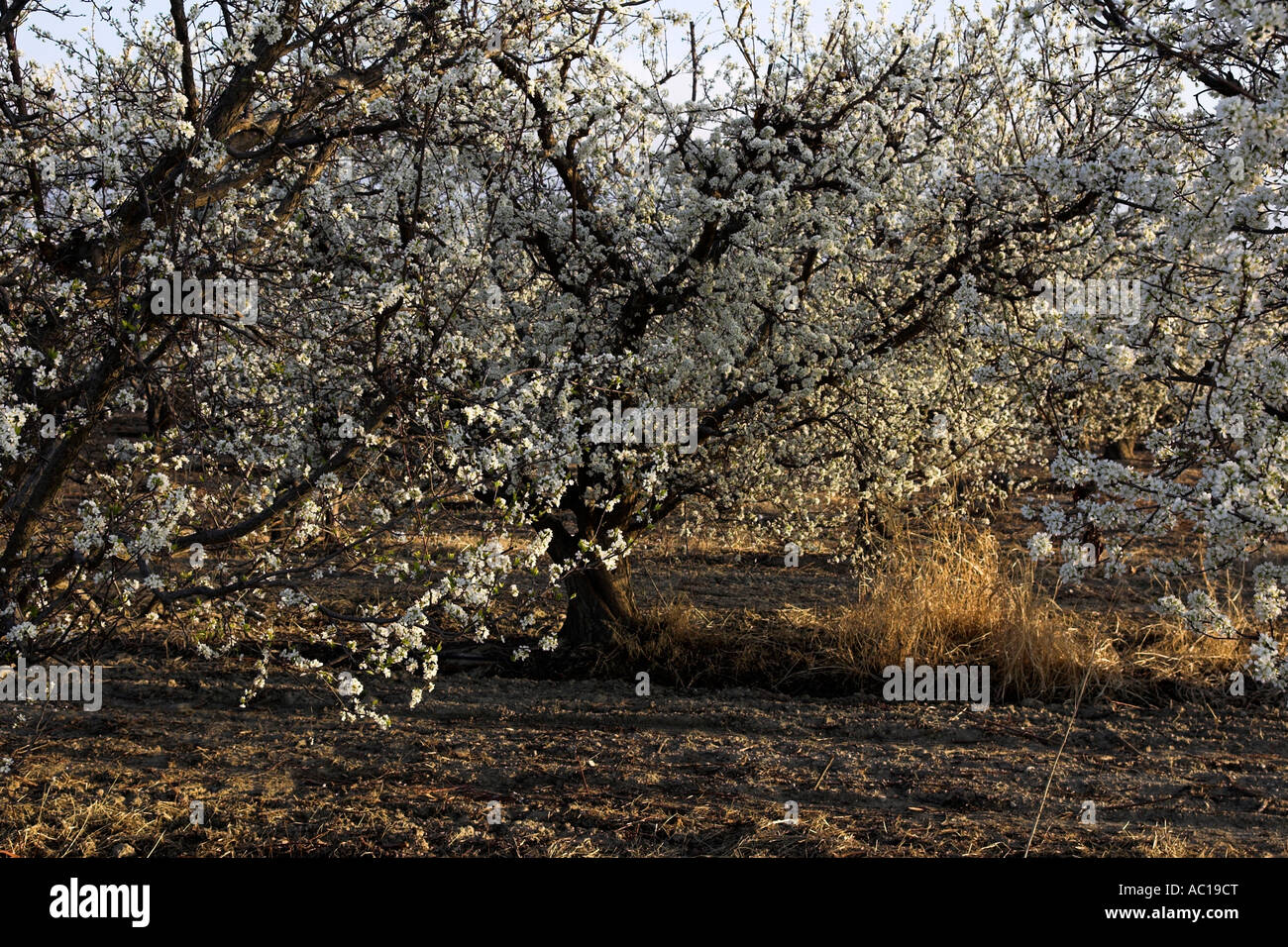 Spring in California Stock Photo - Alamy