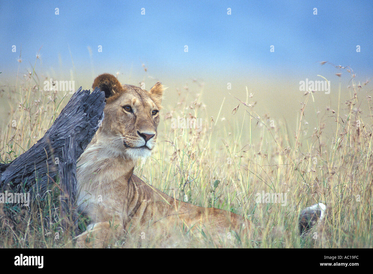 Lion Panthera leo Nairobi National Park Kenya Africa Portrait of an ...
